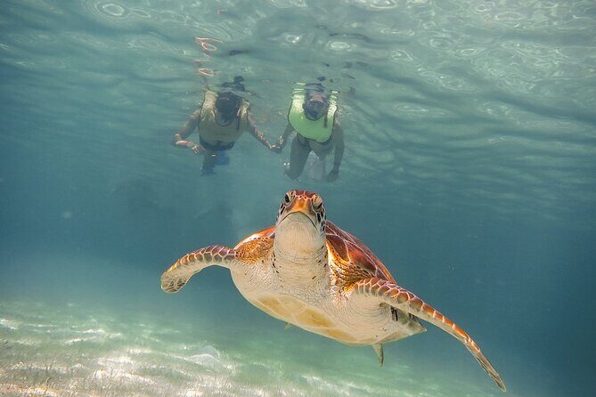 Snorkeling with Turtles and Cenote Tour from Riviera Maya - Overview of the Experience