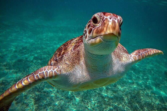 Snorkeling with Turtles and Cenote Tour from Riviera Maya - The Experience from Real Reviews
