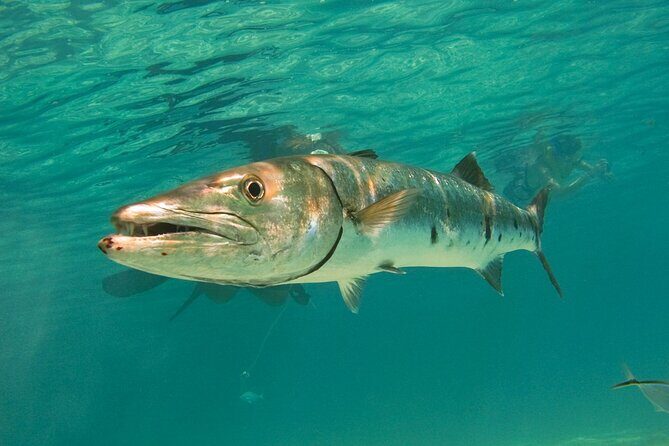 Snorkeling with Turtles and Cenote Tour from Riviera Maya - Practical Tips for Your Tour