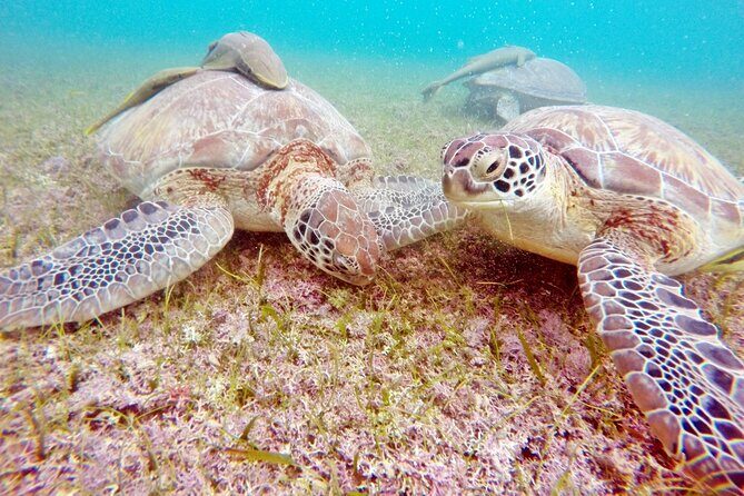 Snorkeling with Turtles and Cenote Tour from Riviera Maya - Who Should Consider This Tour?