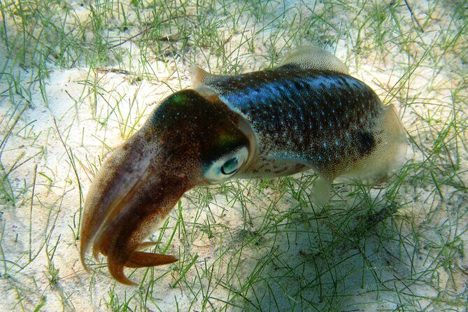 Snorkeling with Turtles and Cenote Tour from Riviera Maya - The Sum Up