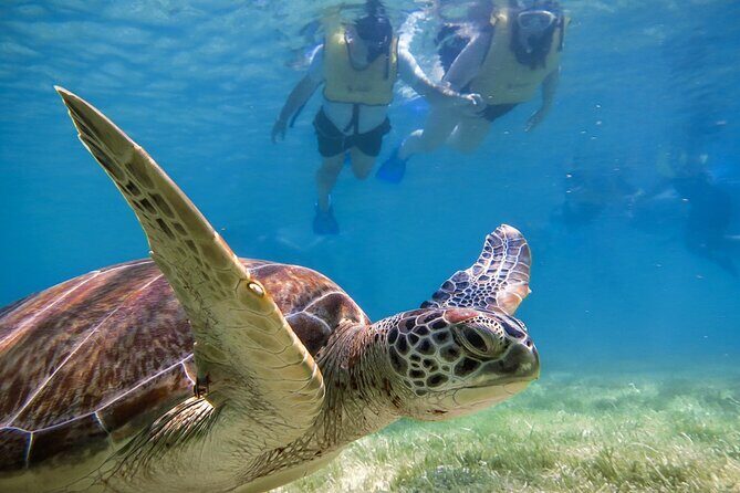 Snorkeling with Turtles and Cenote Tour from Riviera Maya - FAQ