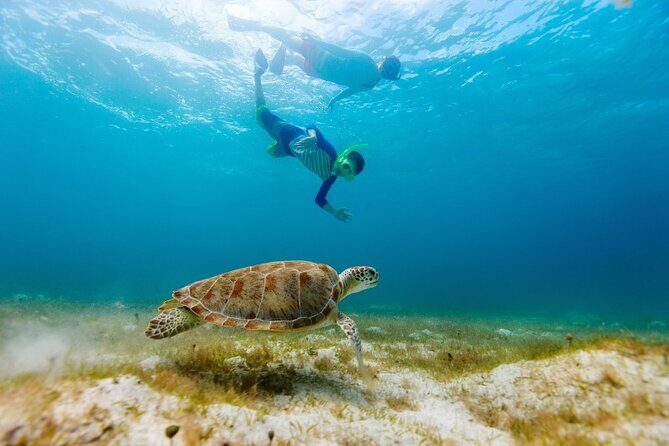 Snorkeling with Turtles and Cenotes - Frequently Asked Questions