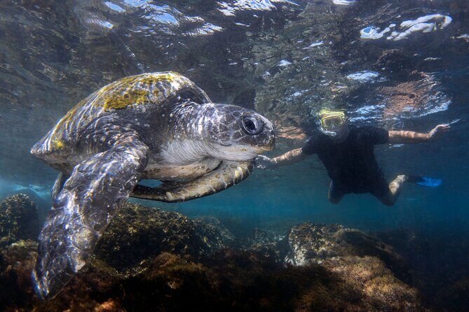 Snorkeling with Turtles  Cook Island Marine Reserve - Key Points