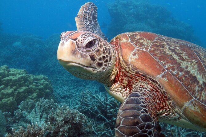 Snorkelling or Glass Bottom Boat at Green Island from Cairns - Practical Tips for Making the Most of Your Day