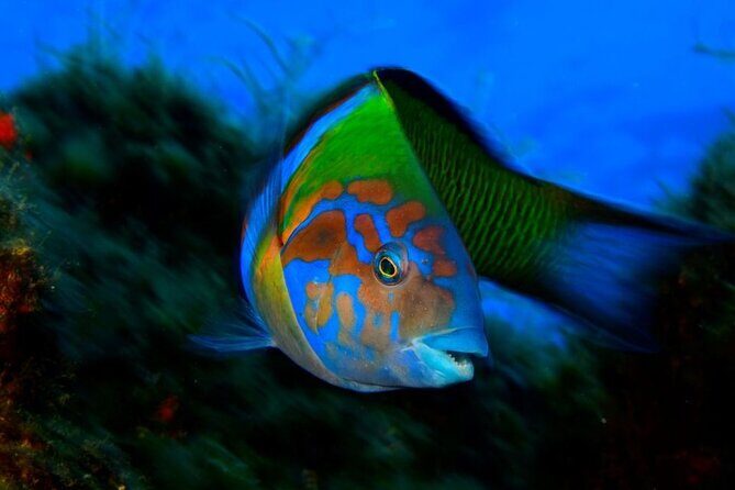 Snorkelling Trip at Ponta de São Lourenço Protected Area - The Snorkeling Spots and Environment