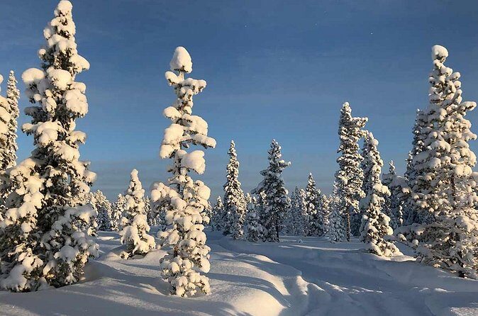 Snowmobile Arctic Adventure - Real Experiences and Honest Opinions