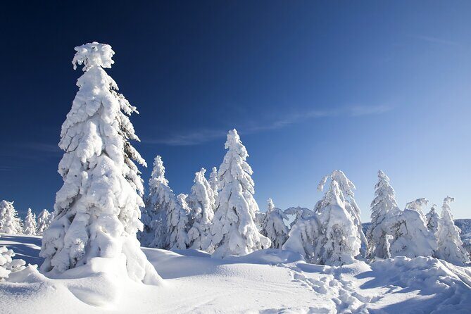 Snowmobile Safari 2h - Rovaniemi Snowmobile Safari 2h: An Authentic Arctic Adventure