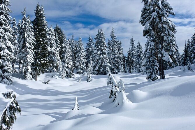 Snowshoeing In Vancouver's Winter Wonderland - The Sum Up