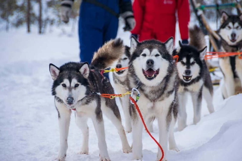 Snowy Trails Husky Safari (5 Km) - Who Is This Tour Best For?