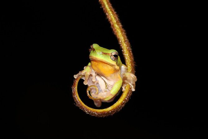 Solar Whisper Daintree River Crocodile and Wildlife Cruise - Weather and Cancellation Policy