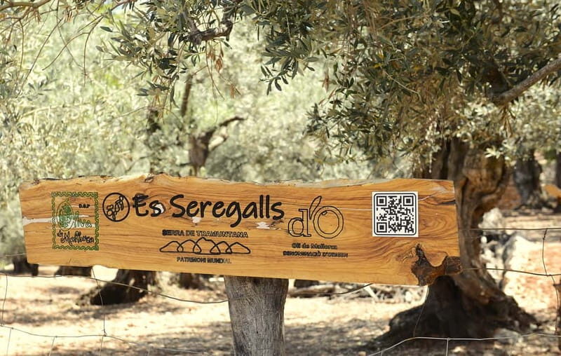 SOLLER: Olive Grove Experience, Oil Tasting & Picnic in the Tramuntana - Key Points