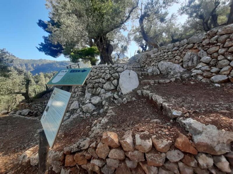 SOLLER: Olive Grove Experience, Oil Tasting & Picnic in the Tramuntana - Exploring the Olive Grove Experience in Mallorca