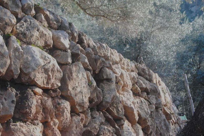 SOLLER: Olive Grove Experience, Oil Tasting & Picnic in the Tramuntana - Final Thoughts