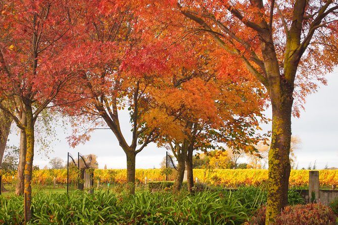 Solo Traveller Full Day Wine Gourmet and Scenic Delights Tour from Blenheim - Transport and Timing