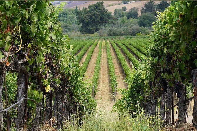 Solvang Ventura Wine Tour by Car - Authenticity & Expert Insight