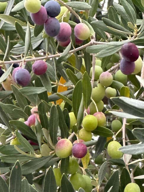 Sonoma: Sonoma Plaza Walking Tour - An Introduction to Sonoma: What to Expect