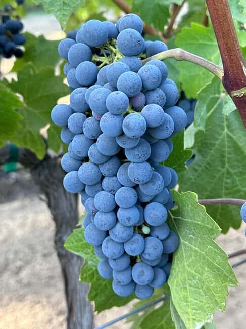 Sonoma: Sonoma Plaza Walking Tour - The Itinerary: A Closer Look