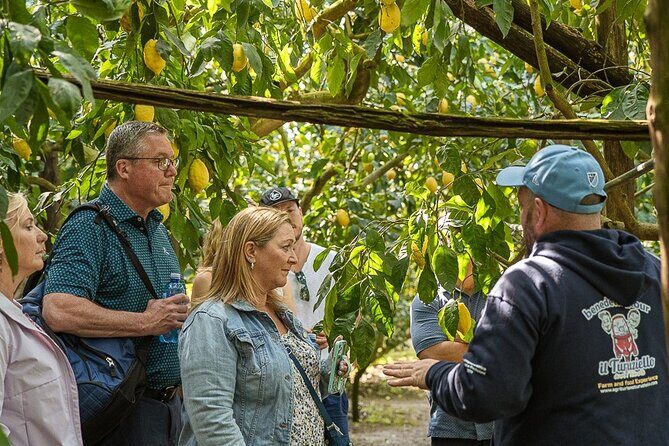 Sorrento Ape Tour, Lemon Garden, Mozzarella Show & Pizza Class - Who Should Book This Tour?