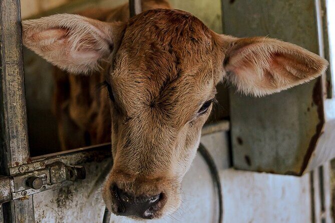 Sorrento Ape Tour, Lemon Garden, Mozzarella Show & Pizza Class - Frequently Asked Questions