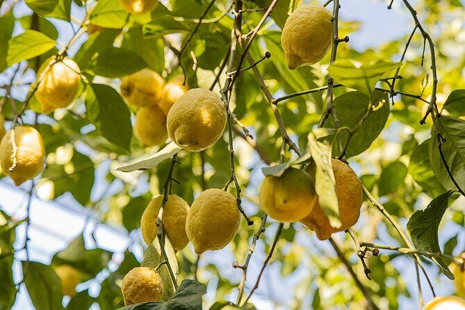 Sorrento Ape Tour, Lemon Garden, Mozzarella Show & Pizza Class - Final Thoughts