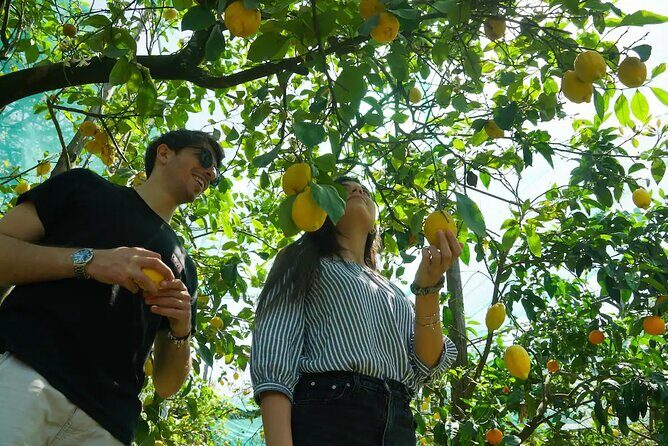 Sorrento: Authentic Lemon Experience at a Farm with Tastings - Key Points