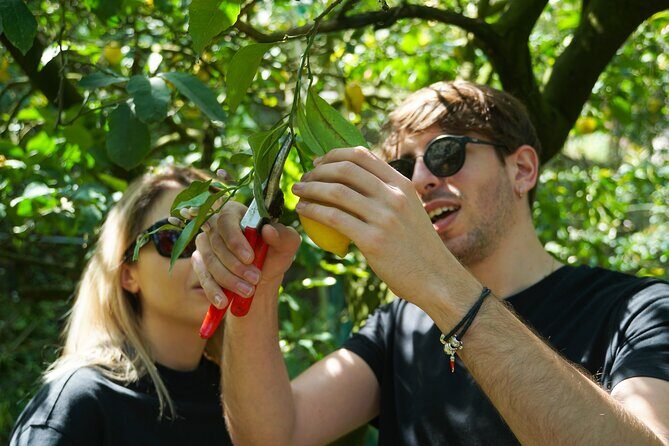 Sorrento: Authentic Lemon Experience at a Farm with Tastings - An In-Depth Look at the Lemon Farm Experience