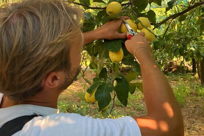 Sorrento: Authentic Lemon Experience at a Farm with Tastings - The Sum Up: Who Is This Tour Best For?