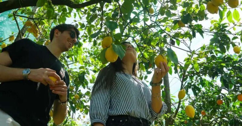 Sorrento: Authentic Lemon Experience in a Farm with Tastings - Key Points