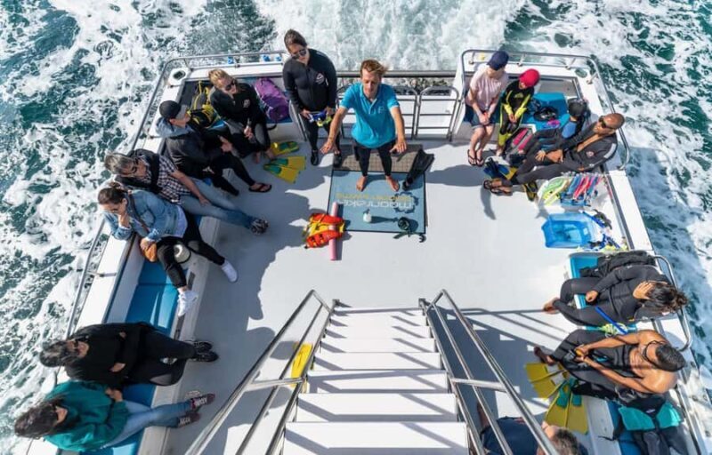 Sorrento: Dolphins & Seals Snorkeling Cruise w/ Lunch - Searching for Dolphins