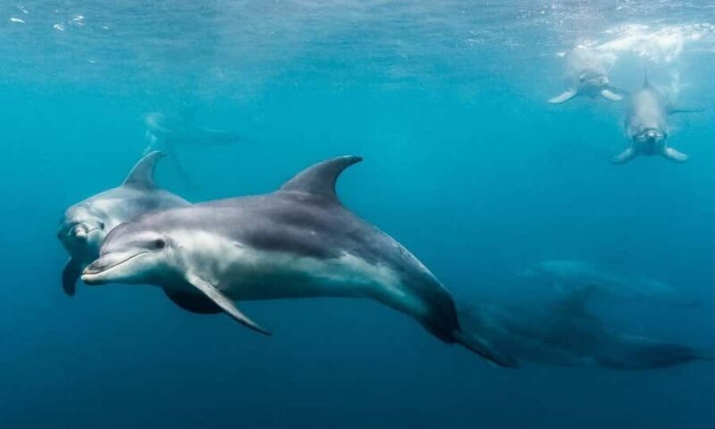 Sorrento: Dolphins & Seals Snorkeling Cruise w/ Lunch - Flexibility and Customer Satisfaction
