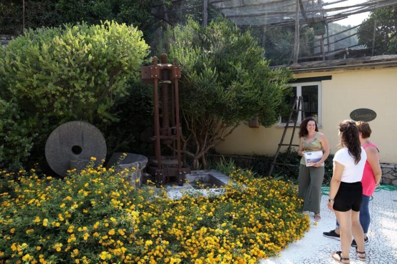 Sorrento: Guided Olive Mill Visit with Tastings - A Close Look at the Tour Experience