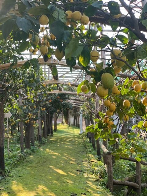 Sorrento: Lemon Garden Tour with Marmalade Tasting - What to Expect on the Tour