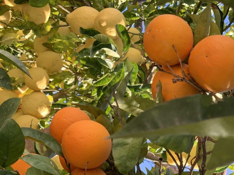 Sorrento: Lemon Garden Tour with Marmalade Tasting - Final Thoughts