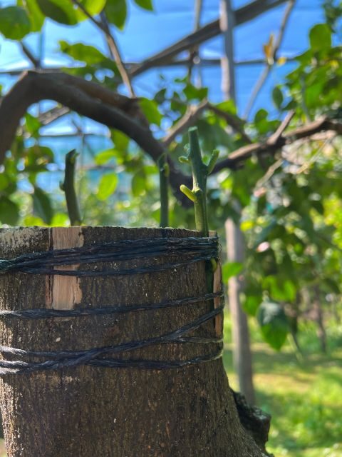 Sorrento: Lemon Garden Tour with Marmalade Tasting - FAQ