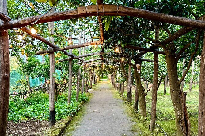 Sorrento Lemon Grove Experience with Local Product Tasting - The Sum Up