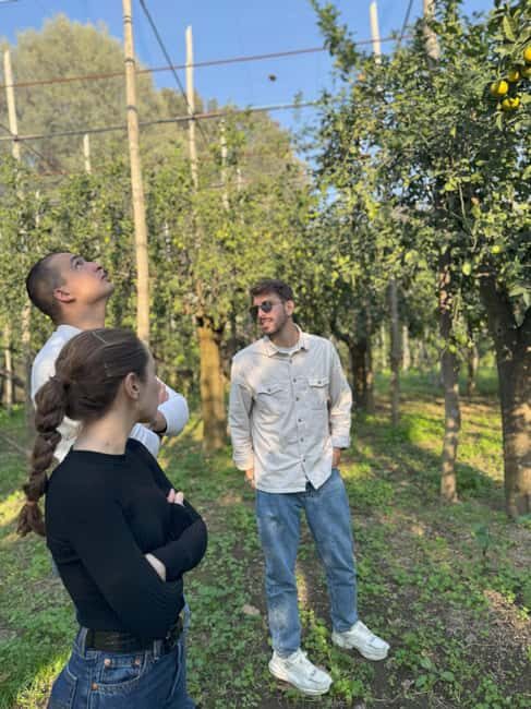 Sorrento: Lemon Picking Tour with Limoncello Tasting - Timing, Seasonality, and Practical Details