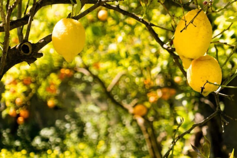 SORRENTO: Limoncello Making And Tasting Experience - The Sum Up: Is It Worth It?