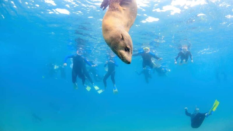 Sorrento: Seal and Sea Dragons 2-Hour Snorkel Experience