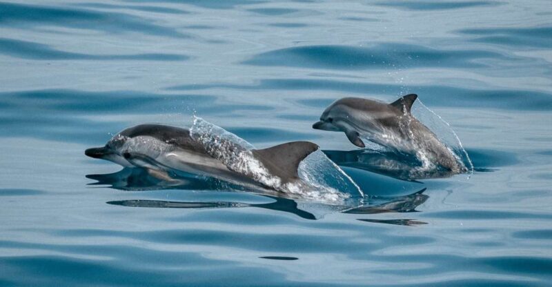 Sotogrande: Dolphin Watching Boat Trip with Drink - What Makes This Dolphin Watching Tour Special?