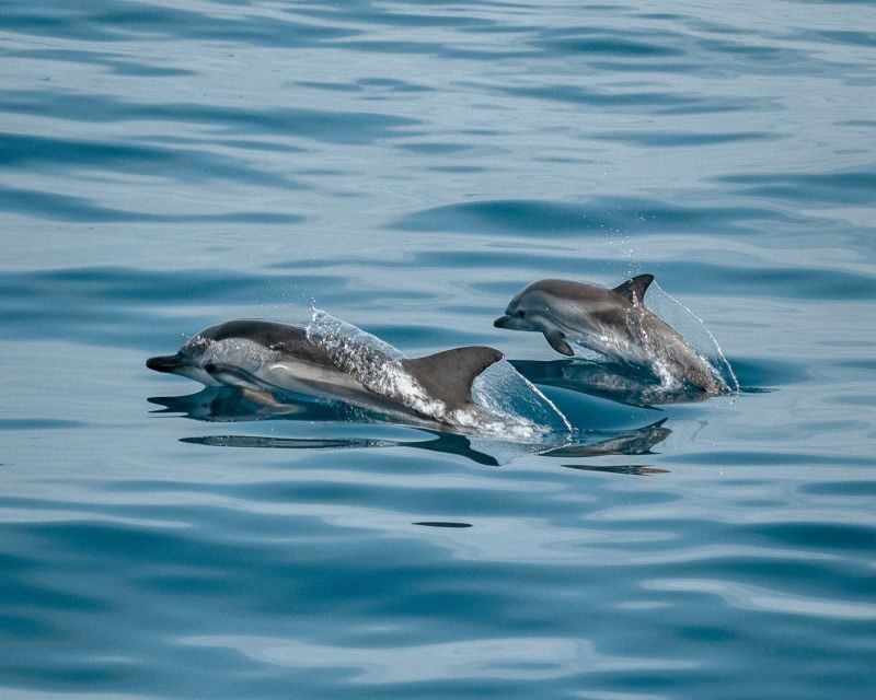 Sotogrande: Dolphin Watching Boat Trip with Drink - The Experience of the Crew and Guides