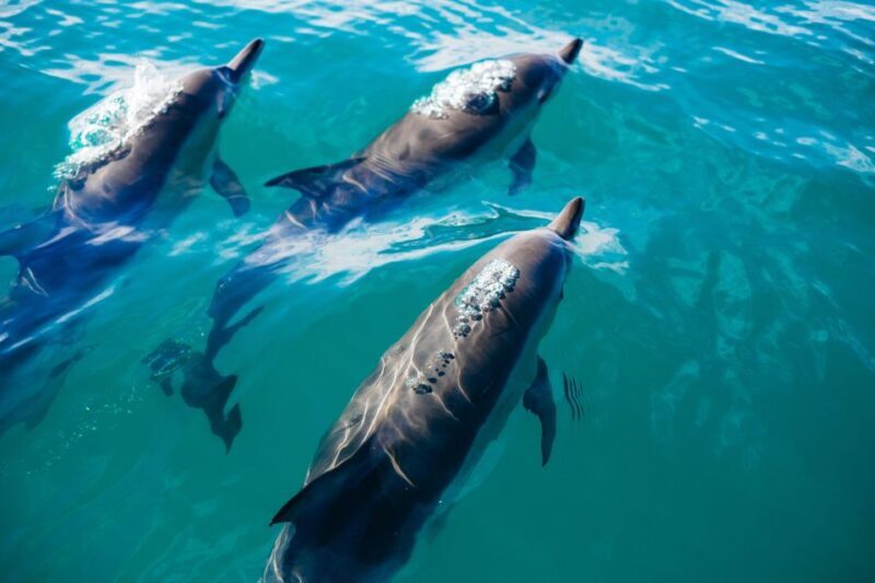Sotogrande: Dolphin Watching Boat Trip with Drink - FAQs
