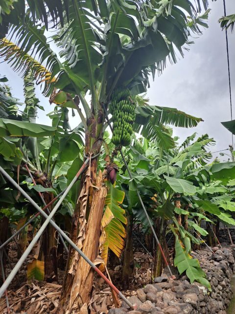 South Madeira: breathtaking coastal trip incl. Porto Moniz. - FAQ