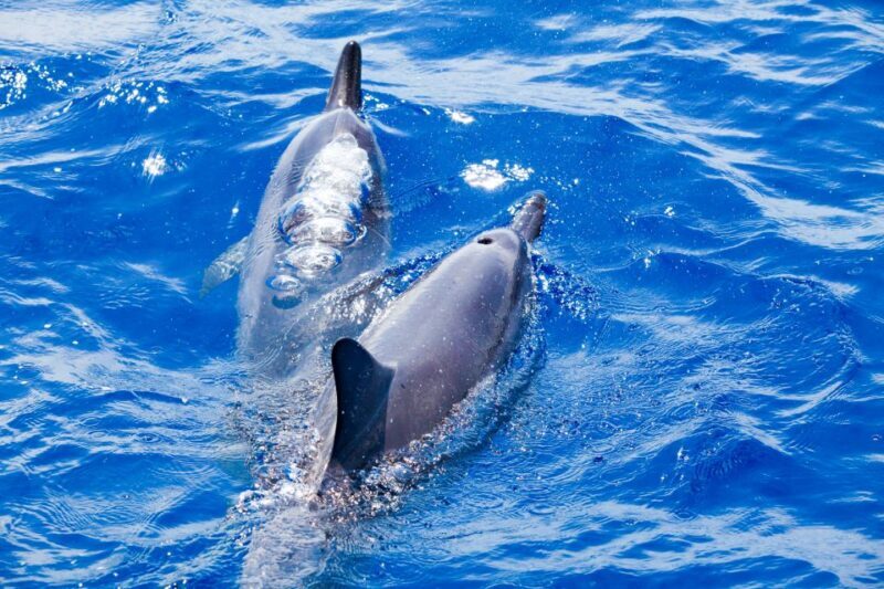 South Maui: Molokini & Turtle Adventure from Maalaea Harbor - Overview of the Experience