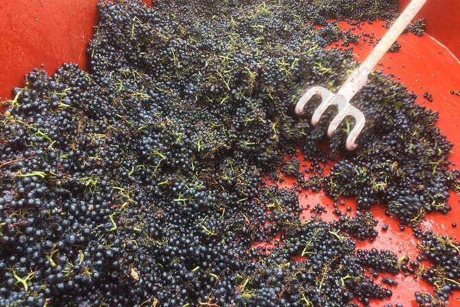 Southern Burgundy Wine Tour - Full Day Shared tour from Lyon - FAQs