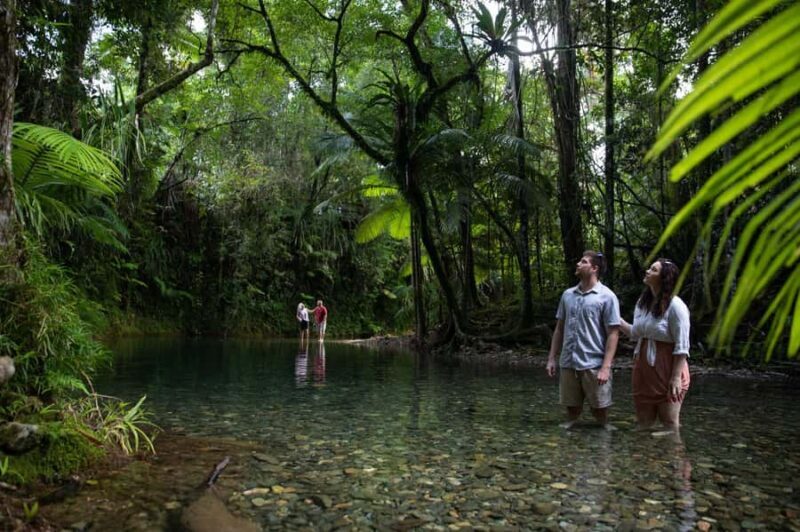 Southern Daintree Explorer Tour - Half Day - Introduction: A Quick Escape into Nature