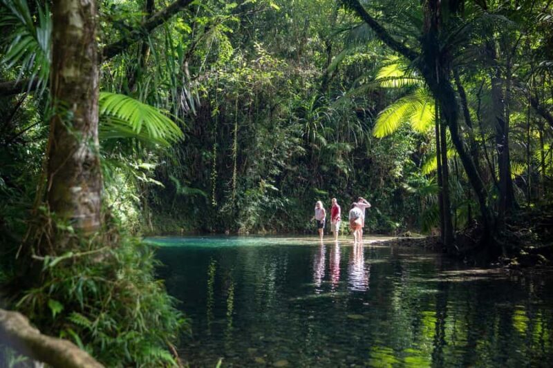 Southern Daintree Explorer Tour - Half Day - Practical Details & What to Expect