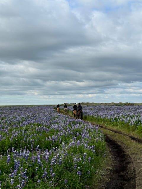 southern Iceland: Black beach riding tour - An In-Depth Look at the Black Beach Riding Tour