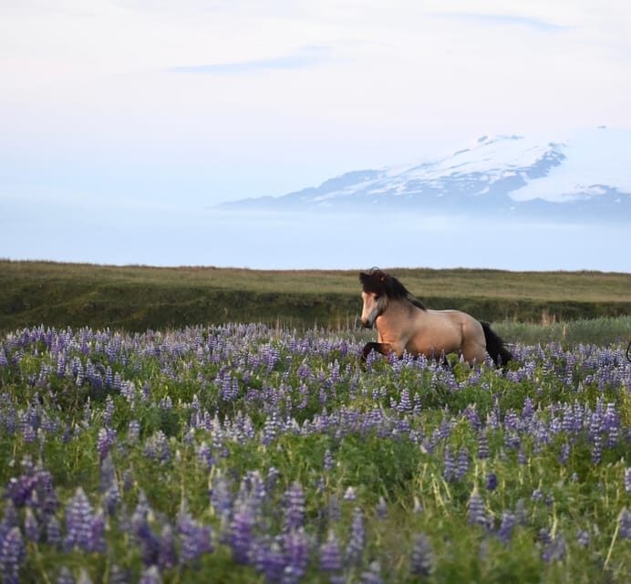 southern Iceland: Black beach riding tour - Final Words