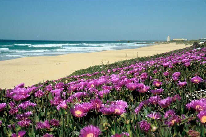 Spain's Best Beaches Day Trip from Seville - What Makes This Tour Valuable?